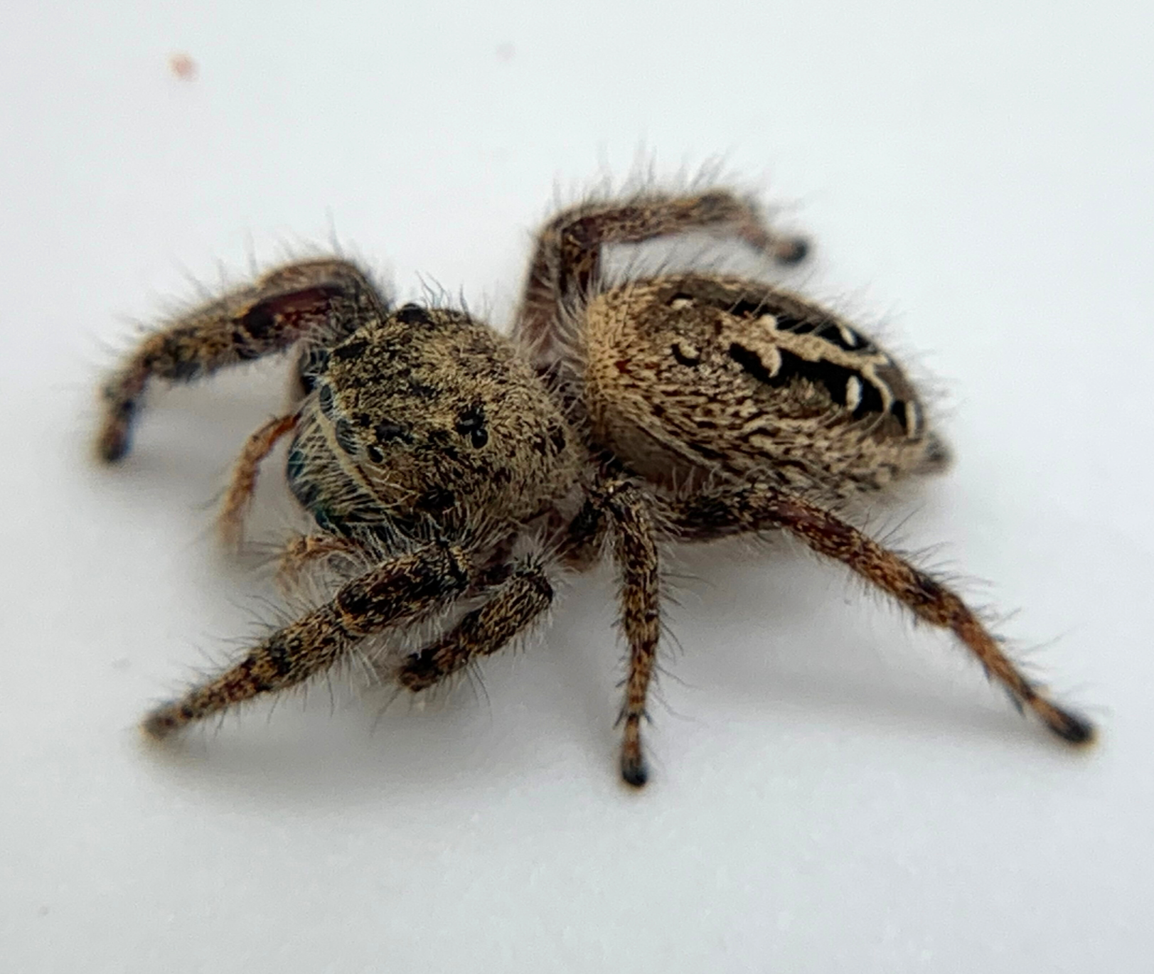 Texas Jumping Spider – ChimpkinNBeans