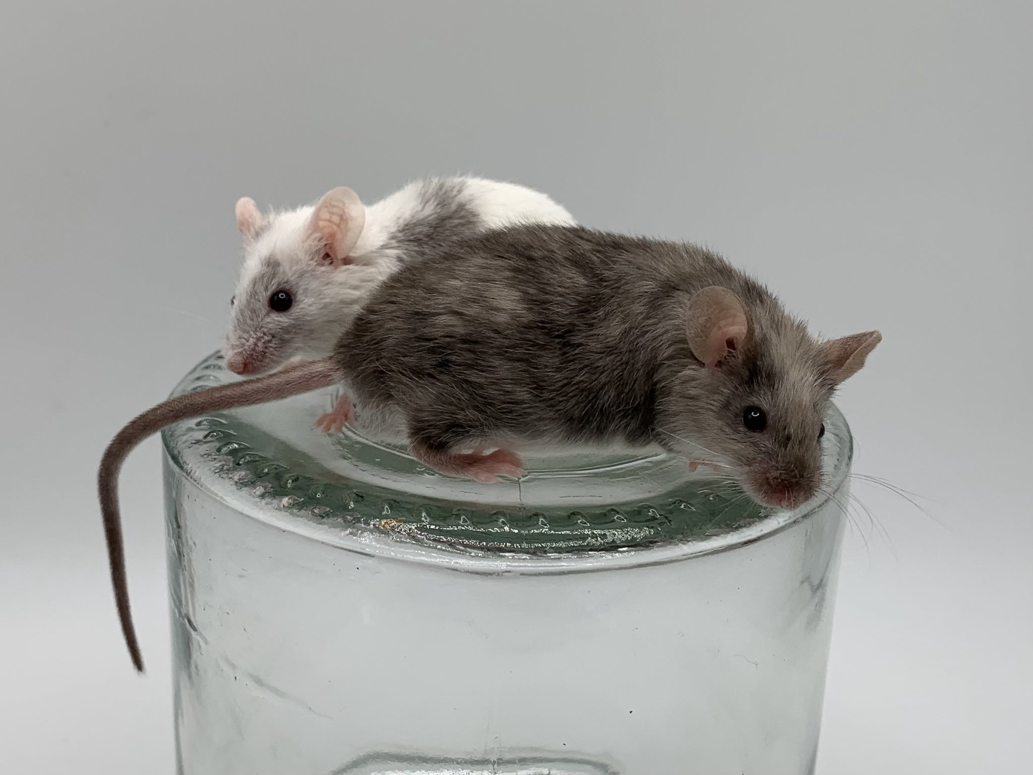 Available Fancy Mice – ChimpkinNBeans Exotics