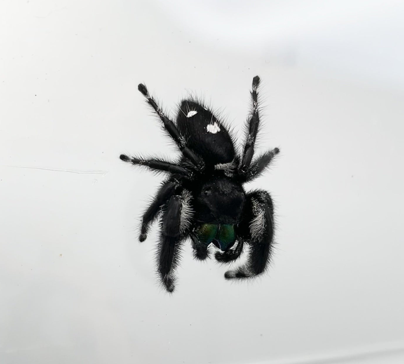 Regal Jumping Spider – ChimpkinNBeans