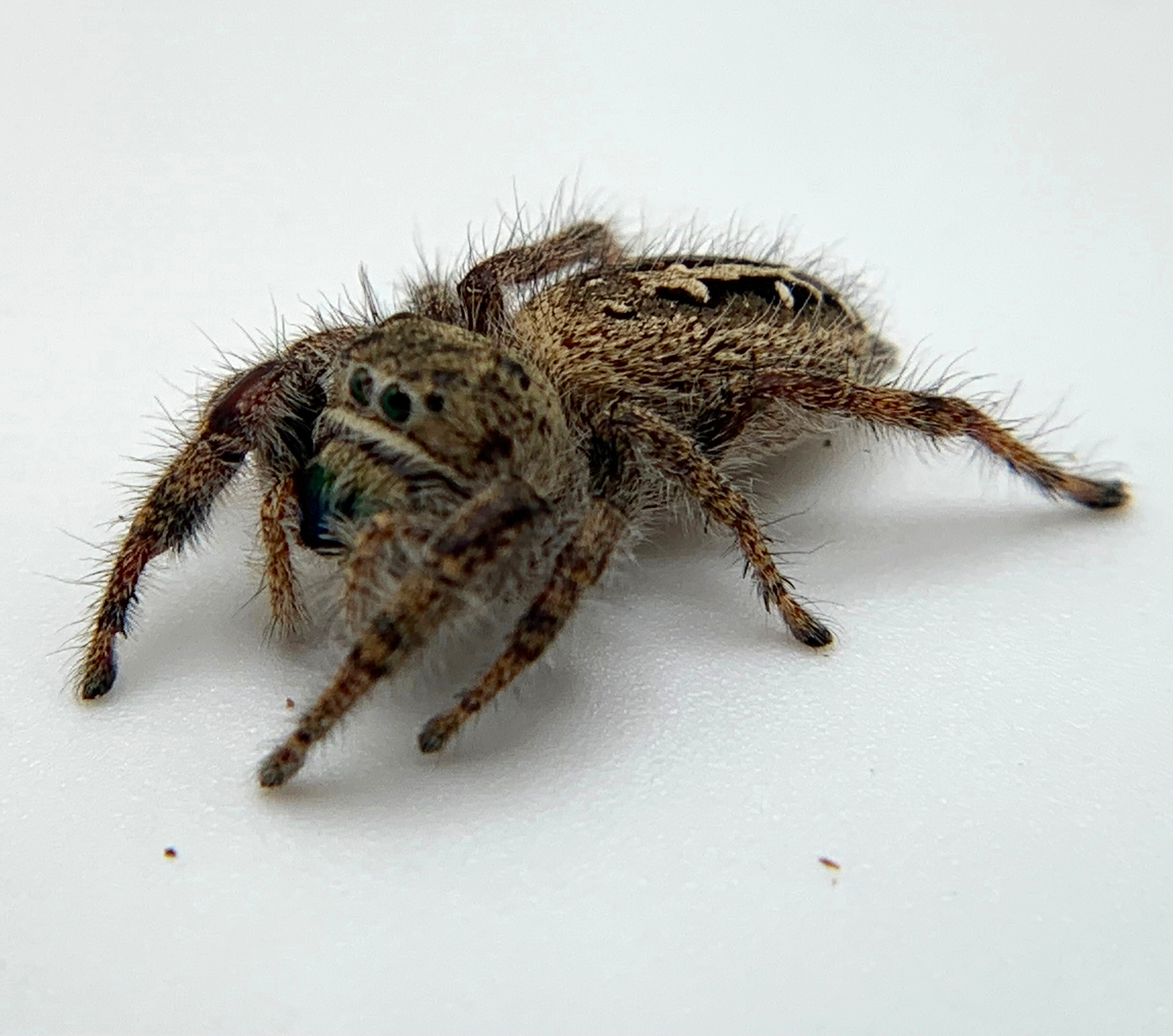 Texas Jumping Spider – ChimpkinNBeans Exotics