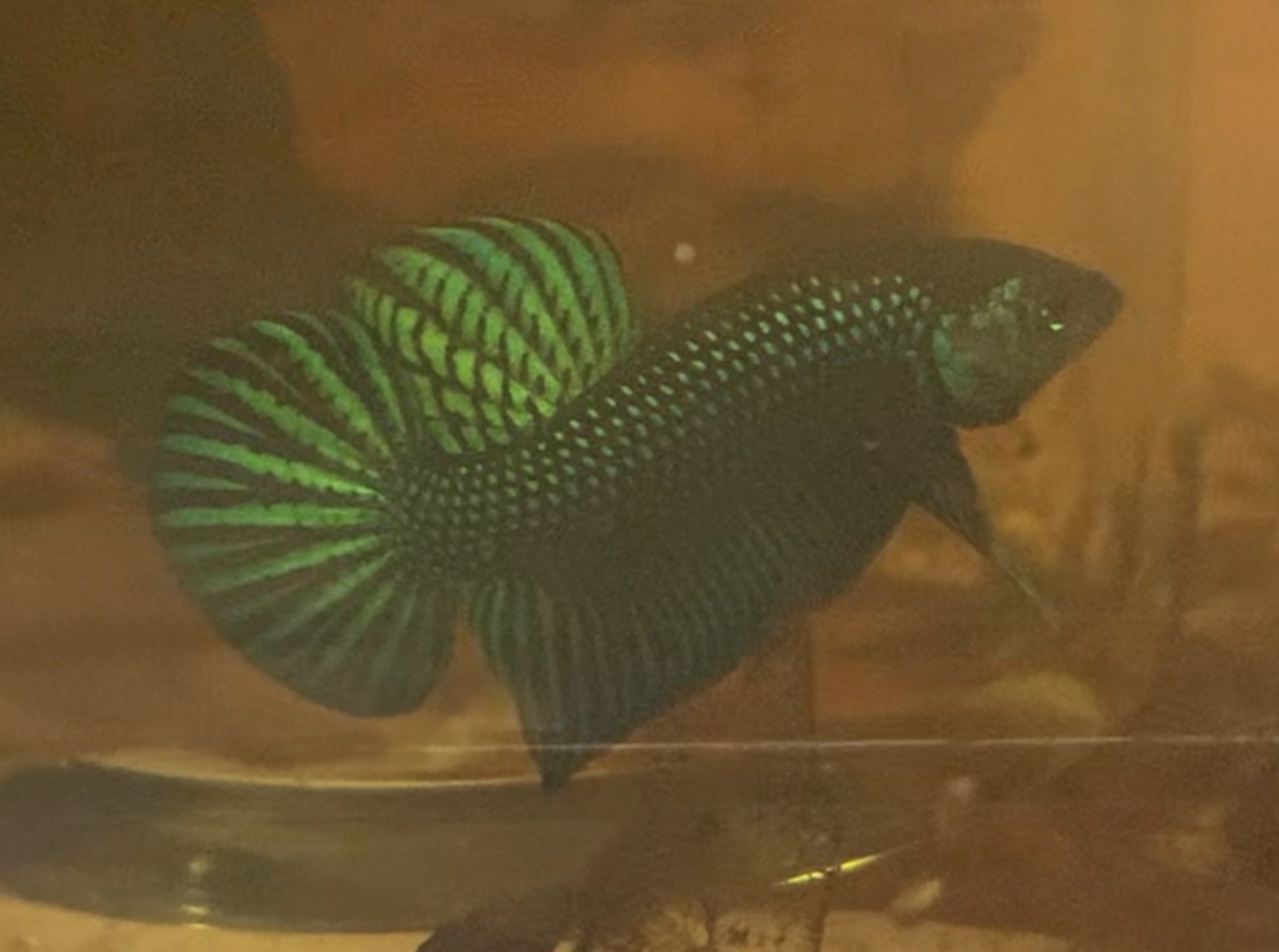 Green Wild Type/Alien Betta Fish | Assorted – ChimpkinNBeans