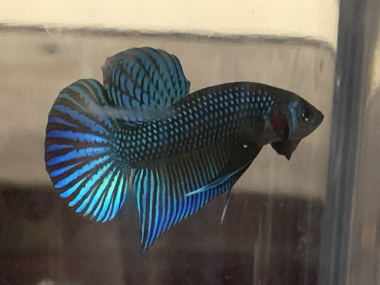 Green Wild Type/Alien Betta Fish | Assorted – ChimpkinNBeans