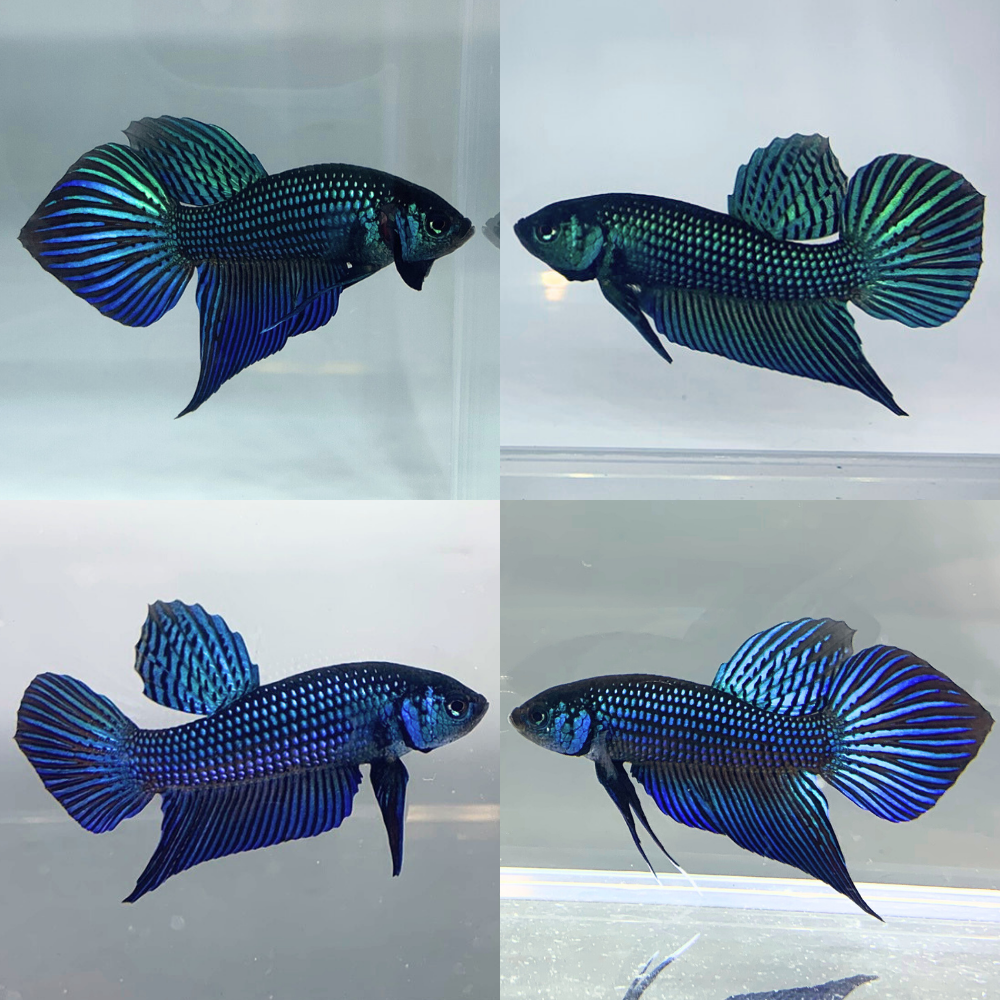All Betta Fish – ChimpkinNBeans Exotics