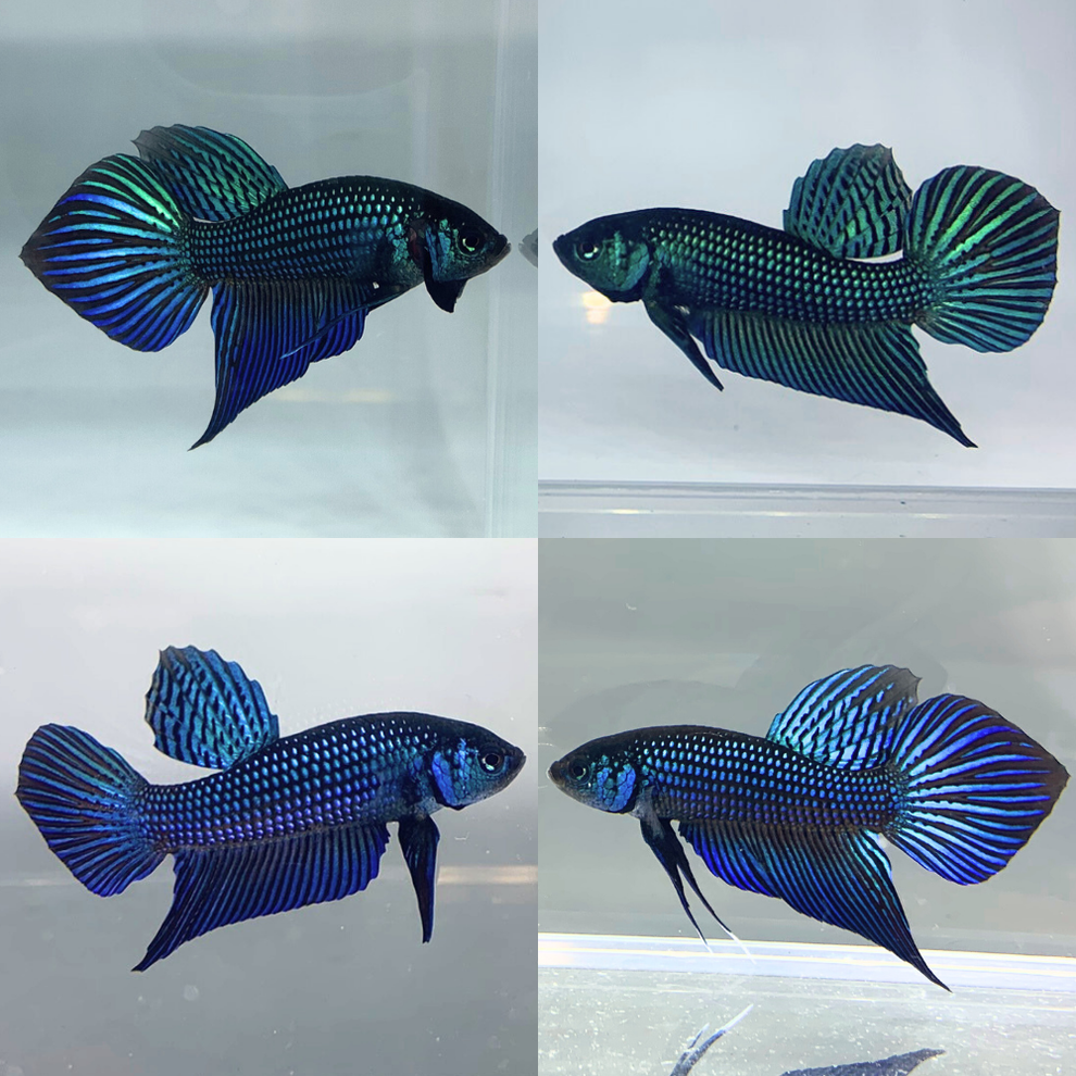 Green Wild Type Hybrid Betta Fish | Assorted – ChimpkinNBeans Exotics