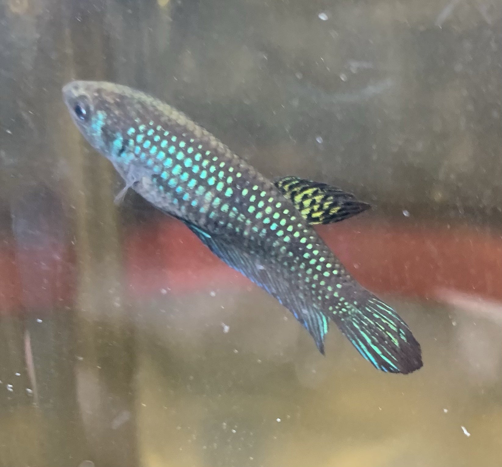 Green Wild Type/Alien Betta Fish | Assorted – ChimpkinNBeans