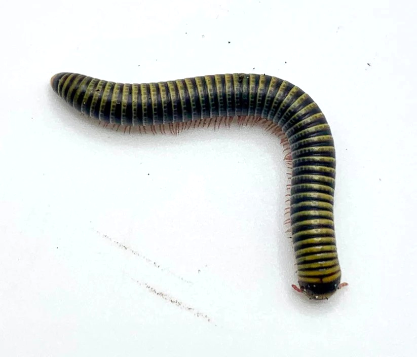 Bumblebee Millipede – ChimpkinNBeans Exotics