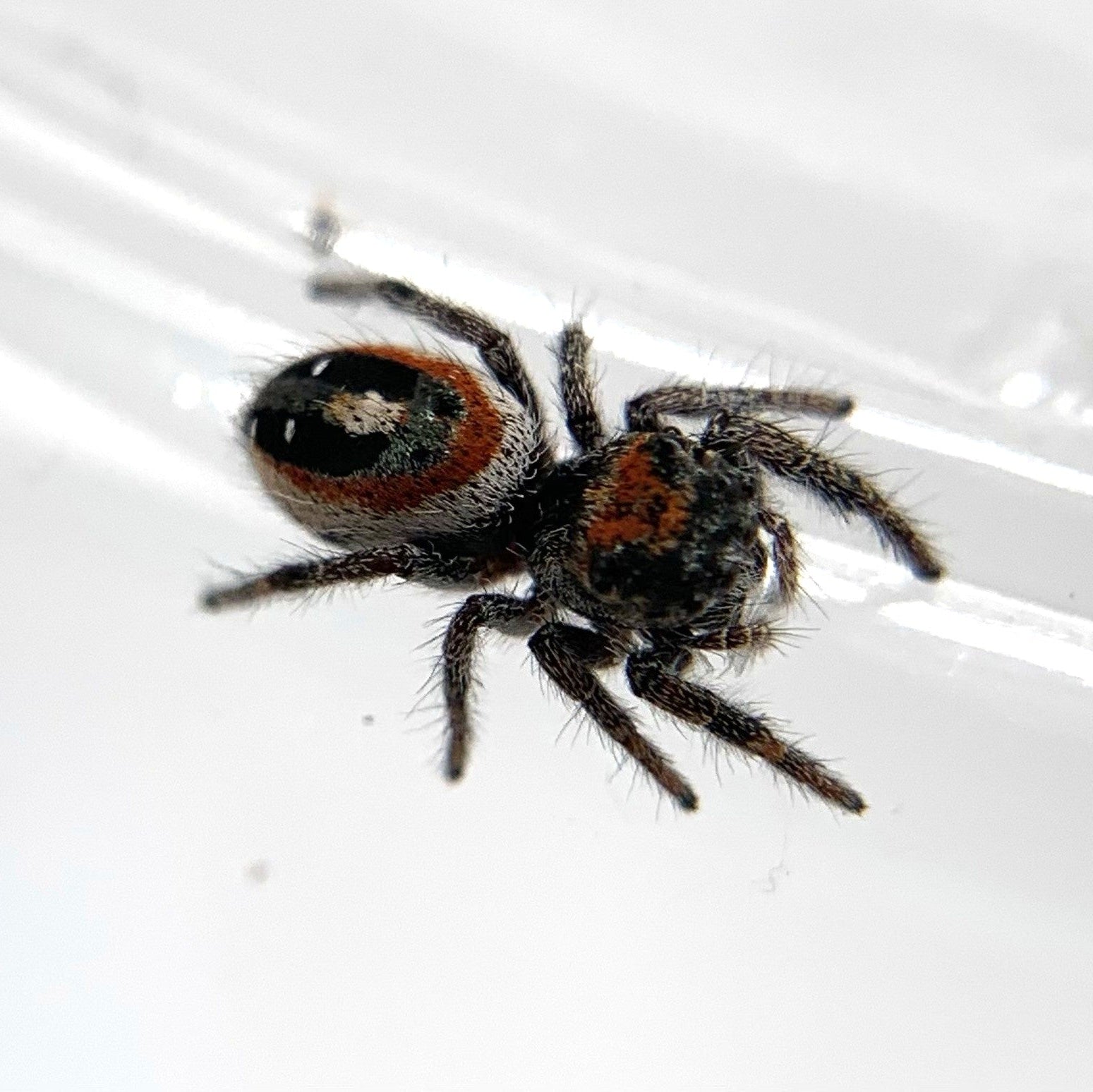 Dream Jumping Spider – ChimpkinNBeans